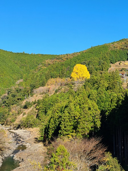 好日山荘 紀三井寺店 : 【mizuno ステッチレスハイブリッド 好日山荘 紀三井寺店 : 【mizuno ステッチレスハイブリッド